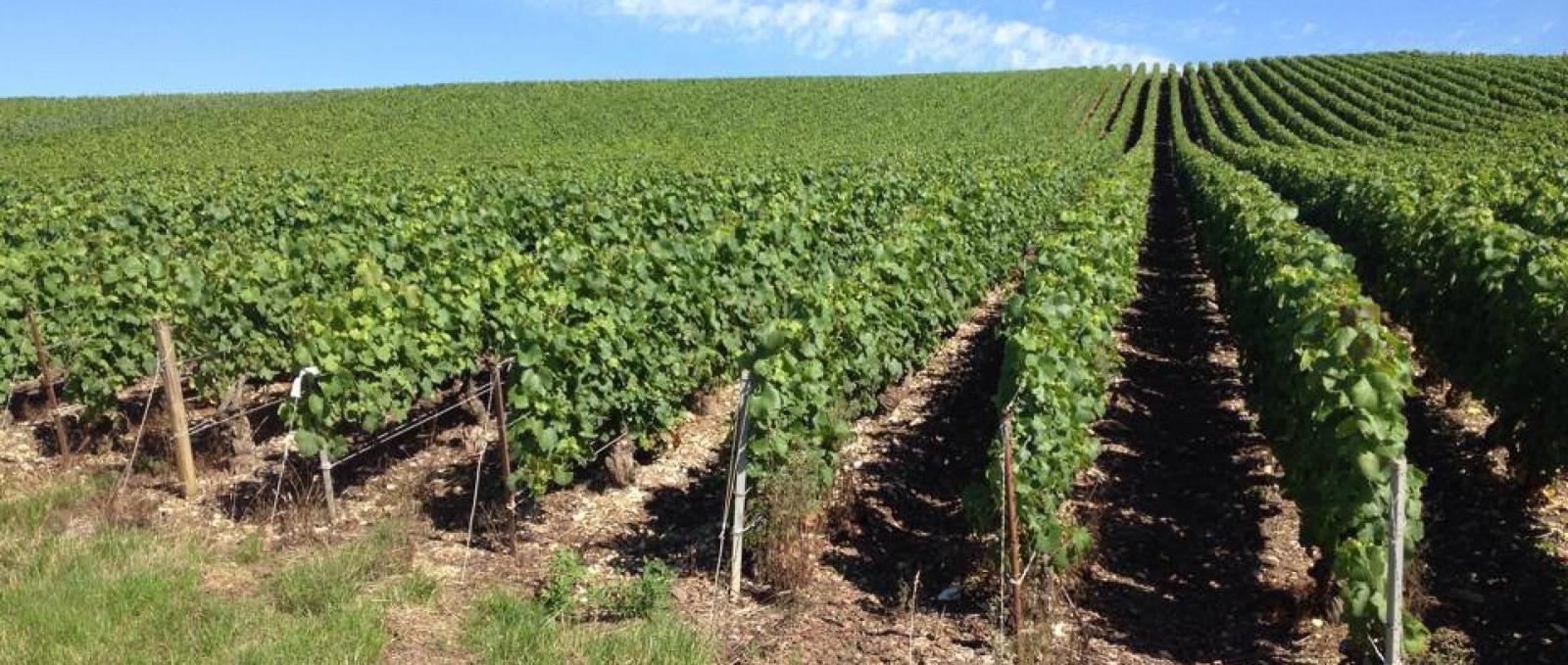 Champagne Mongery - Landreville - Tour, tasting + tickets