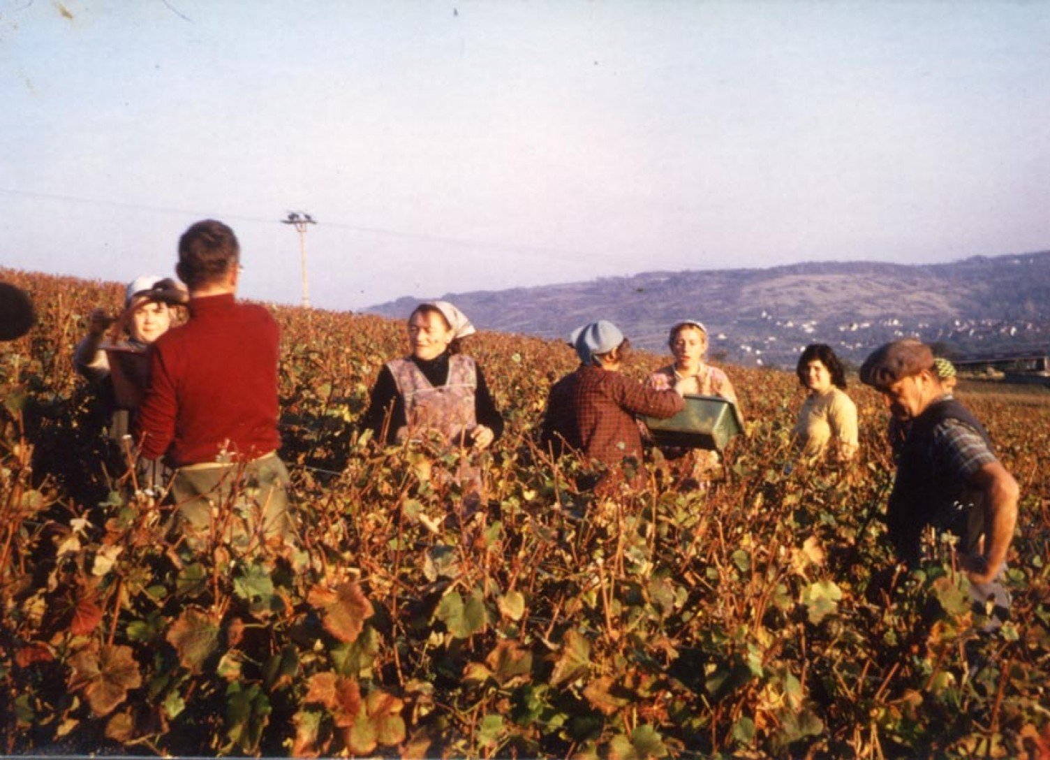 Champagne Alain Mercier - Tour, tasting + tickets