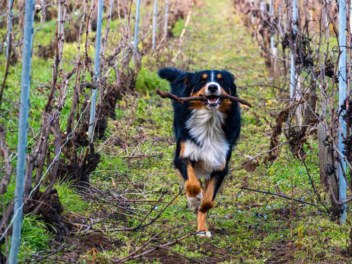 Champagne Luc Mérat Merfy - Tour & Ticket - Plan your visit